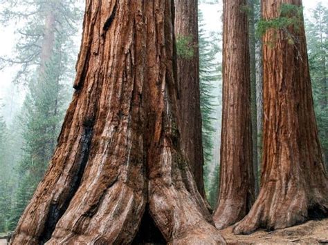 30 Essential Things To Know Before Visiting Yosemite In Fall Including