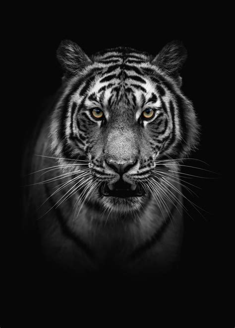 Tiger Portrait Poster Picture Metal Print Paint By Volodymyr