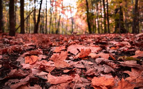 Hojas De Maple En El Bosque Fondo De Pantalla K Hd Id