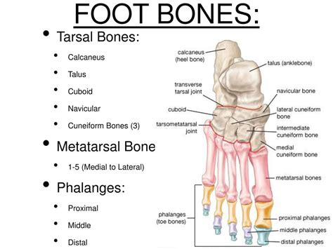 Tarsal Metatarsal Ilmu