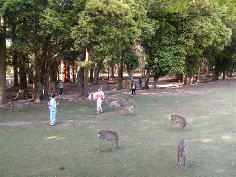 Nara Japan Noussa Noussa Flickr
