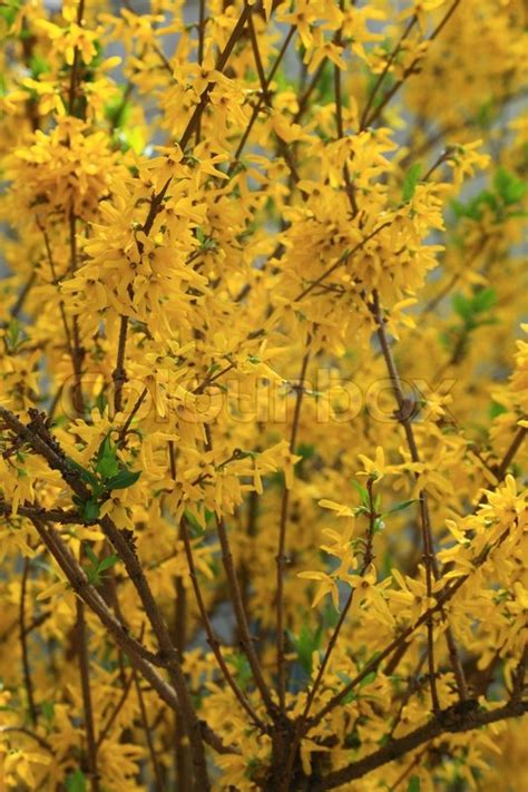 Spring Busk Med Gule Blomster Blooming Stock Foto Colourbox