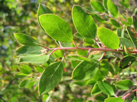 Ornamental Plants Part Two Botanical Name Picture Identification