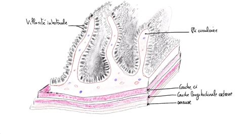 La Structure Histologique Du Tube Digestif YouTube