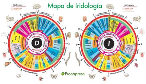 Mapa de Iridología Clic en la imagen para agrandar Reflexología