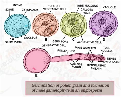 Development Of Pollen Grain And Formation Of Male Gamete