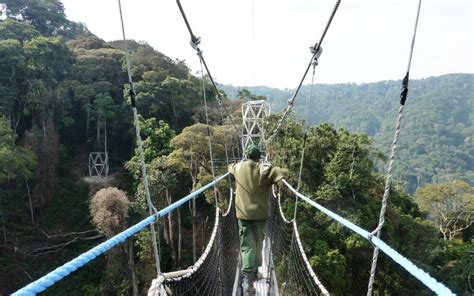 Irebero Trail In Nyungwe Forest National Park Rwanda Safaris Tours