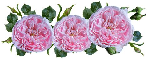 Blumen Rosa Rosen Kostenloses Foto Auf Pixabay Pixabay