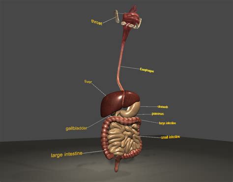 Digestive System 3D Model AssetsDeals Pro