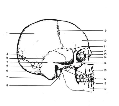Cranium Lateral Diagram Quizlet