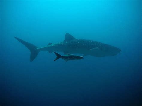 Le Requin Baleine Le Plus Grand Poisson Du Monde