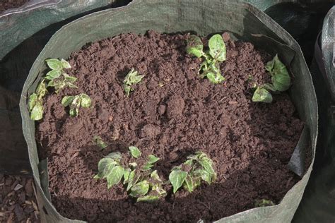 Cómo sembrar papa en casa Mejor con Salud Jardines y exterior