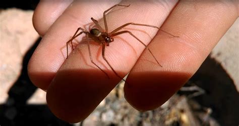 Araña violinista cómo saber si me mordió y qué hacer Telediario México
