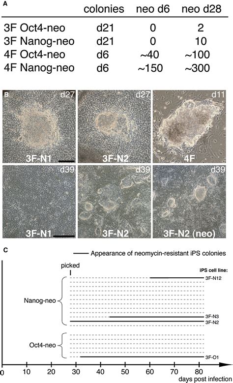 C Myc Is Dispensable For Direct Reprogramming Of Mouse Fibroblasts