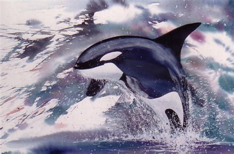 Orca Splash