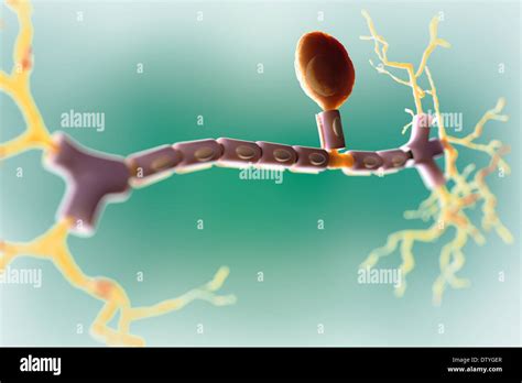 Unipolar Neuron Hi Res Stock Photography And Images Alamy