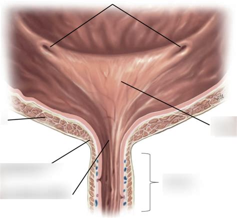 Bladder Cross Section Diagram Quizlet