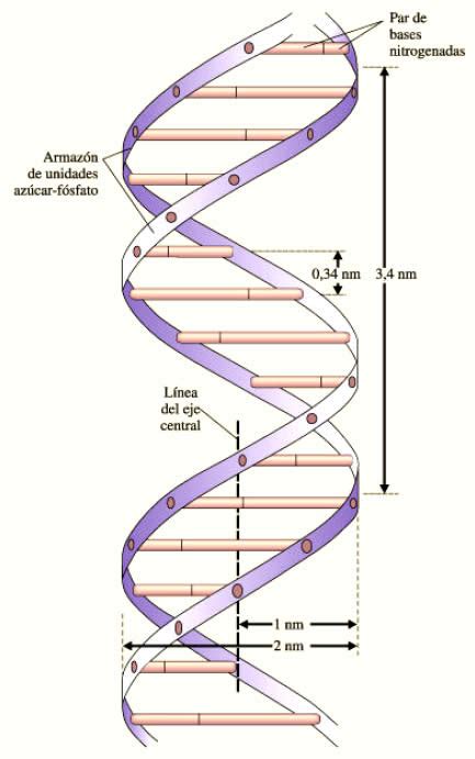 Ácido Desoxirribonucleico DNA Blog de Biología