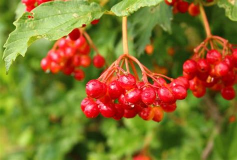 Free Images Berry Flower Summer Bush Food Green Red Produce
