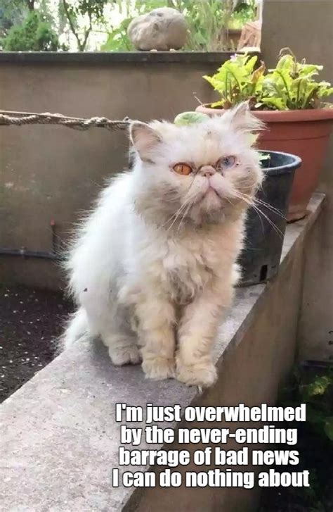 It S Very Tiring Lolcats Lol Cat Memes Funny Cats Funny Cat