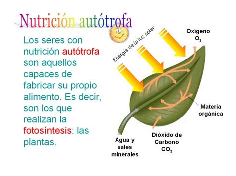 Nutricion Aut Trofa Y Heter Trofa
