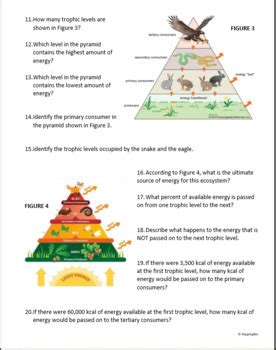 Energy Pyramid Worksheets Free Printables Worksheets Library