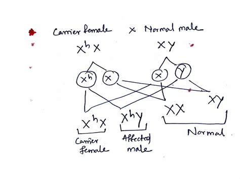 Principles Of Inheritance And Variation Class 12 PPT