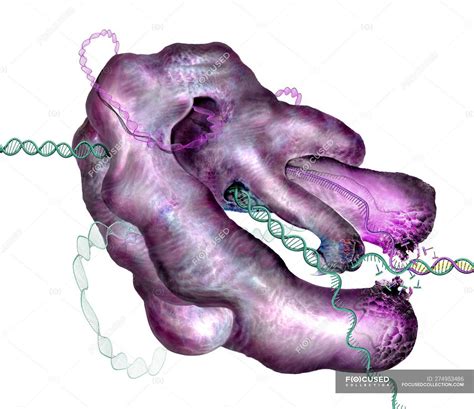 CRISPR Cas9 complejo de edición de genes en ADN y células ilustración