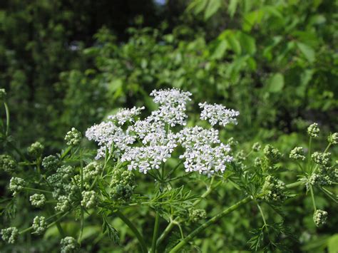 Wildflower Poison Hemlock Conium Maculatum Montour Trail