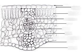 Dicot Leaf Diagram Quizlet