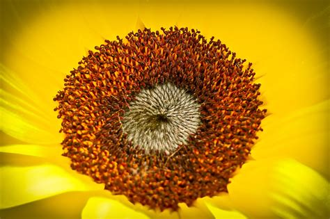 Girasol Flor Amarillo Foto Gratis En Pixabay Pixabay