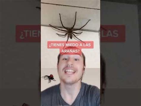Descubre por dónde salen las arañas en el baño una guía definitiva