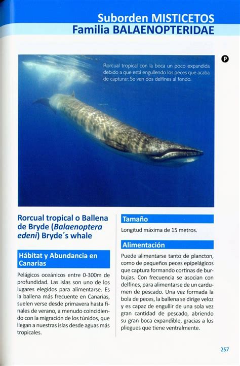 Gu A De La Fauna Marina De Canarias Peces Ballenas Delfines Y