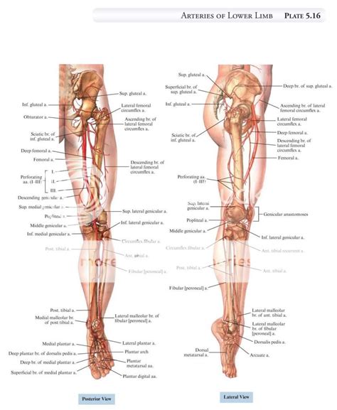 Collection Images Hardening Of The Arteries In The Legs Pictures