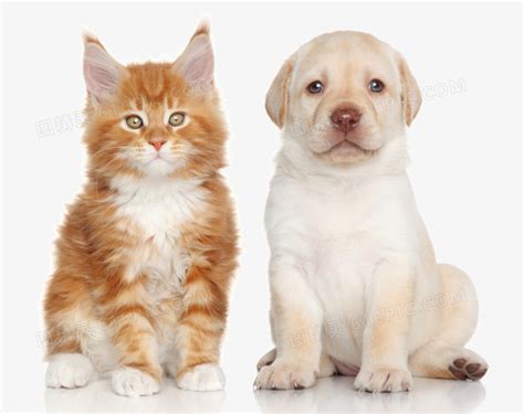 宠物猫咪与宠物狗图片免费下载 PNG素材 编号z7ri4qky1 图精灵