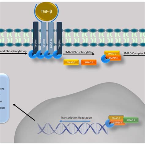 Overview of Conventional TGF β Signaling A schematic overview of