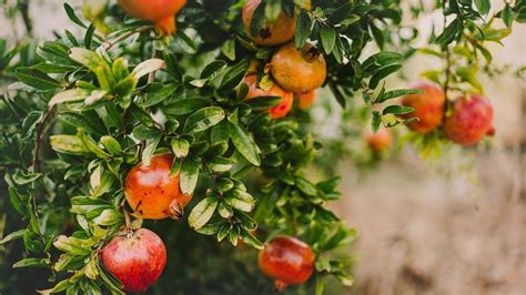 Guía completa Cómo sembrar y cultivar un granado en tu propio huerto