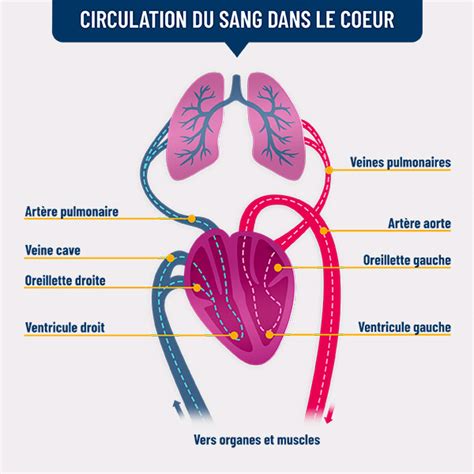Comprendre Linsuffisance Cardiaque Sympt Mes Causes Et Traitements