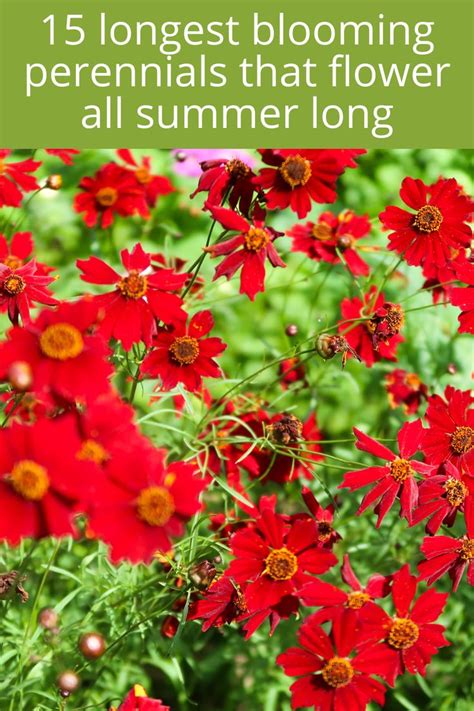 15 Longest Blooming Perennials That Flower All Summer Long In 2024