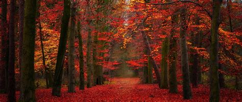 Maple Forest Wallpaper