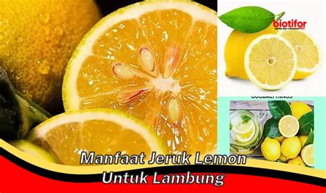 Temukan Manfaat Jeruk Lemon Untuk Lambung Yang Jarang Diketahui Biotifor
