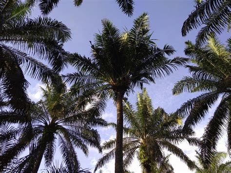 Wallpaper Pohon Kelapa Di Pantai