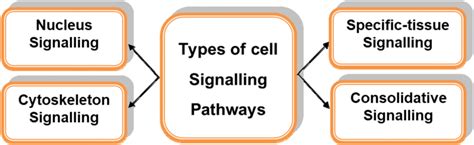 Types Of Signaling Pathways
