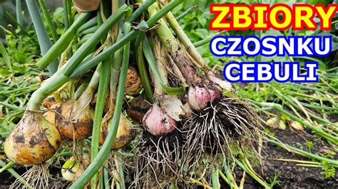 Zbi R Czosnku I Cebuli Kiedy Zbiera Czosnek I Cebul Jak Zbiera