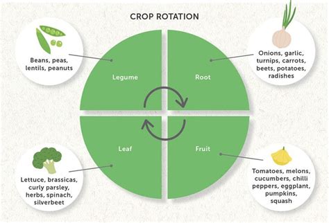 Crop Rotation Shettleston Communuty Growing Project Crop Rotation