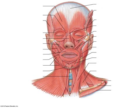 Muscles Of Face Diagram Quizlet