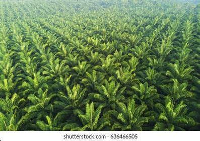Palm Oil Tree Plantation