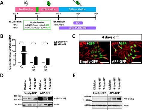 App Overexpression In Hns Cells After Transient Nucleofection A