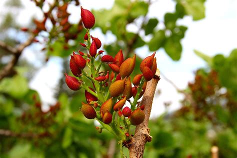 C Mo Cultivar Pistachos En Maceta Muy F Cilmente Agrovet
