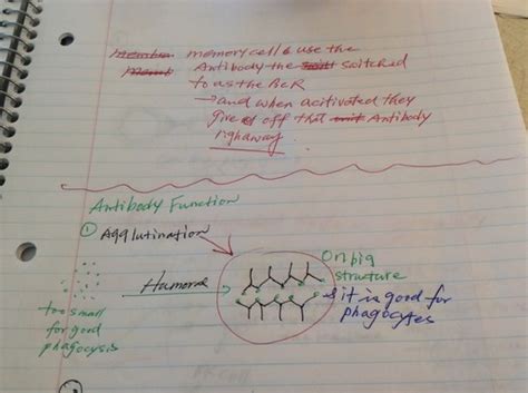 Microbiology Chapter 15 Part 3 Flashcards Quizlet